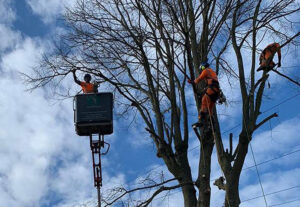 Tree Surgery Nottinghamshire | Maplebeck Tree Care