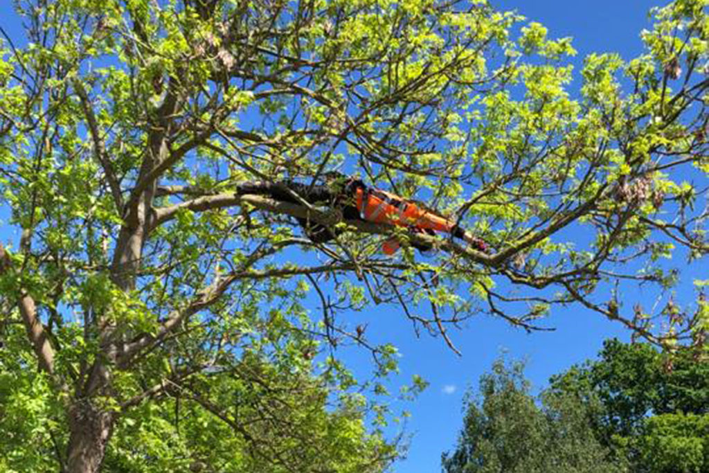 Arborist Climber Vacancy - Maplebeck Tree Care