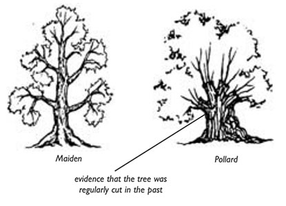 Frequently Asked Questions | Maplebeck Tree Care, Nottinghamshire